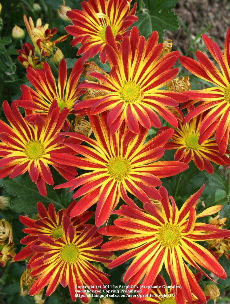Photo of the bloom of Florist Mum (Chrysanthemum Point Pelee™) posted ...