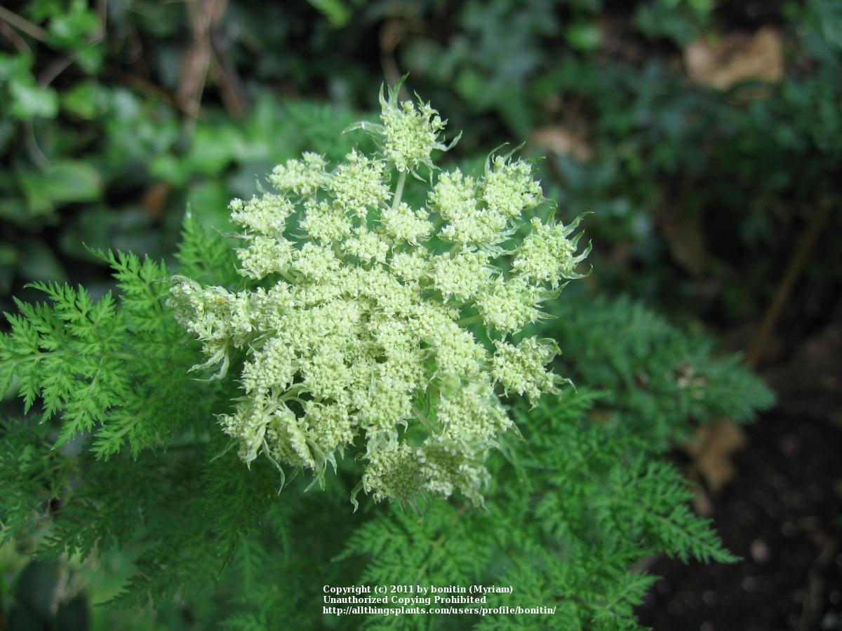 Photo of the bloom of Milk Parsley (Ligusticopsis wallichiana) posted ...
