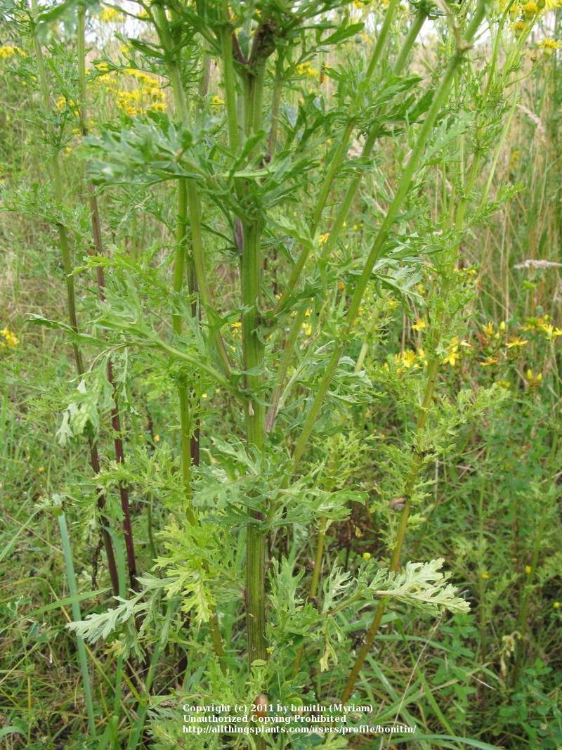 Photo of the leaves of Tansy Ragwort (Jacobaea vulgaris) posted by ...