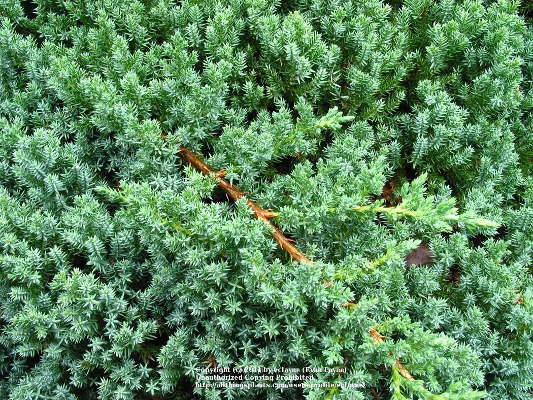 Photo of the leaves of Dwarf Japanese Garden Juniper (Juniperus ...