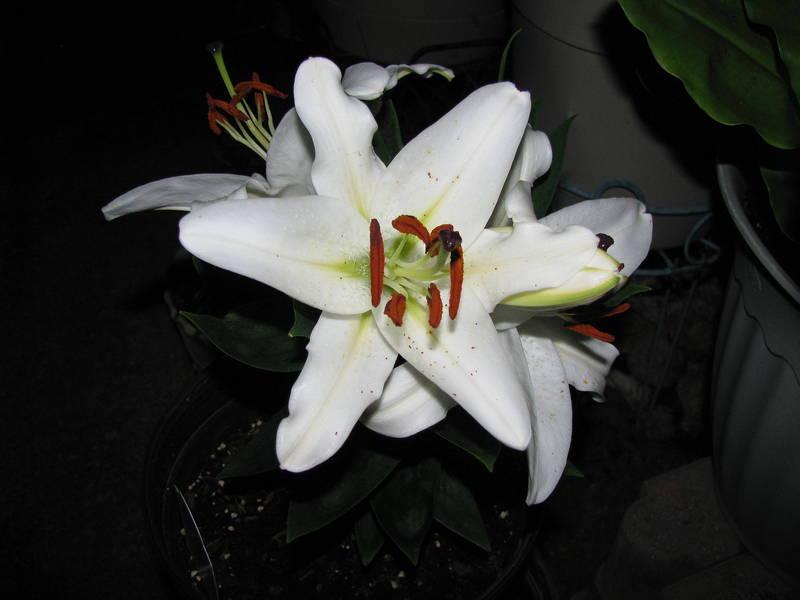 Lily (Lilium 'Sunny Sulawesi') in the Lilies Database - Garden.org