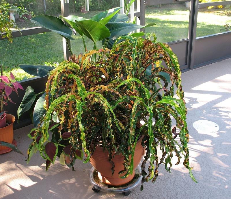 Haven’t seen any Croton Dreadlocks here, so let’s change that. Leaves ...