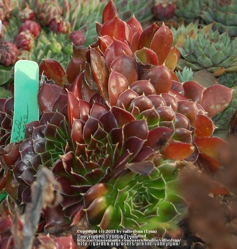 Photo of the entire plant of Job's Beard (Sempervivum heuffelii 'Torrid ...