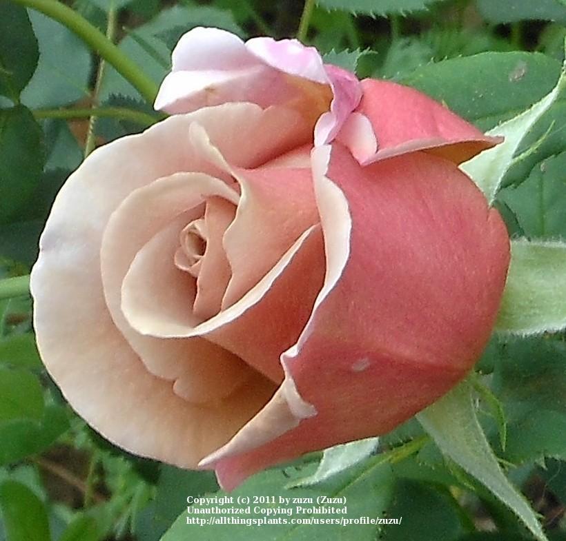 Photo of the closeup of buds, sepals and receptacles of Rose (Rosa ...