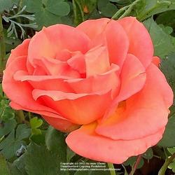 Rose (Rosa 'Miss Amber') in the Roses Database - Garden.org