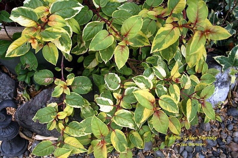 Photo of the entire plant of Fuchsia 'Golden Marinka' posted by Calif ...
