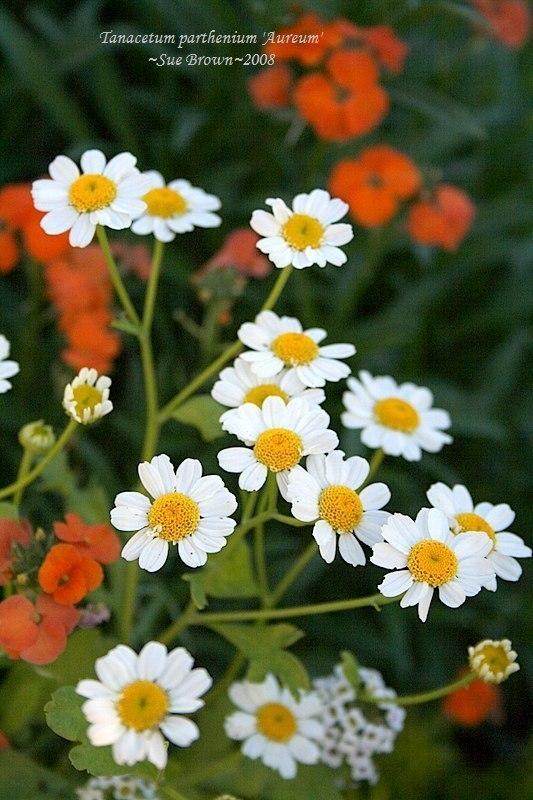 Photo of the bloom of Golden Feverfew (Tanacetum parthenium 'Aureum ...