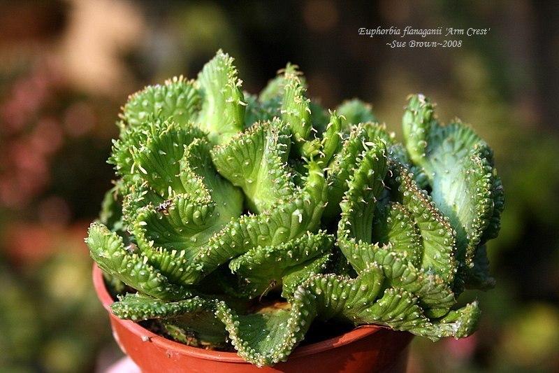 Photo of the entire plant of Green Coral Plant (Euphorbia flanaganii ...