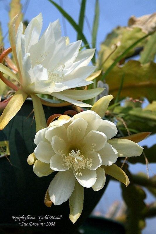 Hybrid Epiphyllum (Epiphyllum 'Gold Braid') in the Epiphyllum Database ...