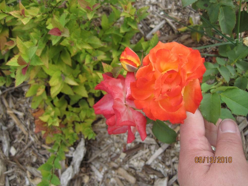 Photo of the bloom of Rose (Rosa 'Joseph's Coat') posted by Skiekitty ...