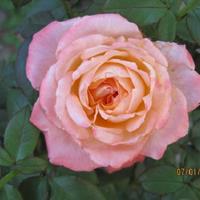 Photo of the bloom of Rose (Rosa 'Octoberfest') posted by clcroses ...