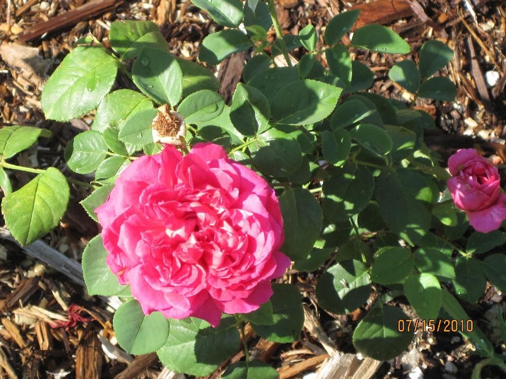 Photo of the bloom of English Shrub Rose (Rosa 'Othello') posted by ...