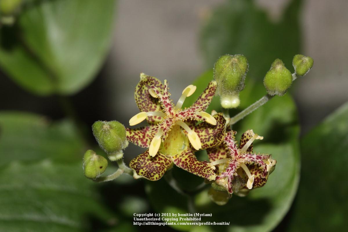 Toad Lily (Tricyrtis latifolia) in the Toad Lilies Database - Garden.org