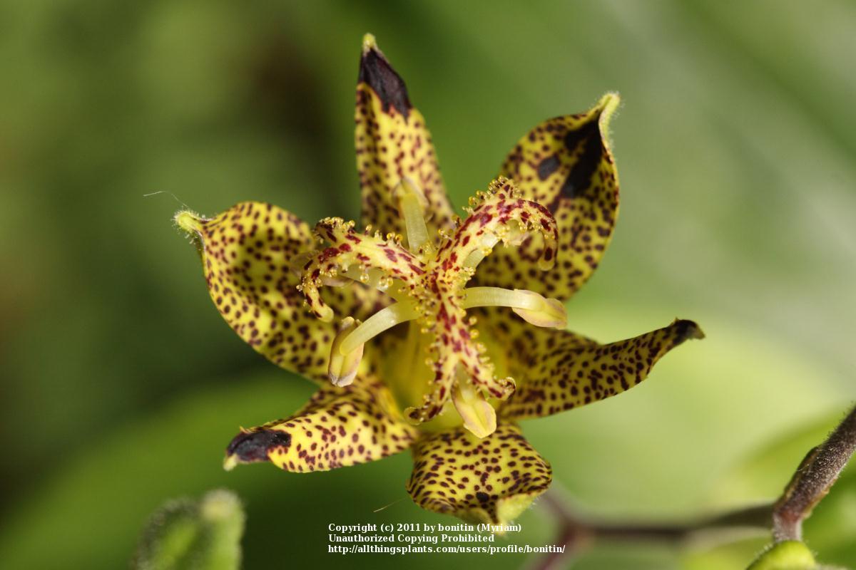 Toad Lily (Tricyrtis puberula) in the Toad Lilies Database - Garden.org