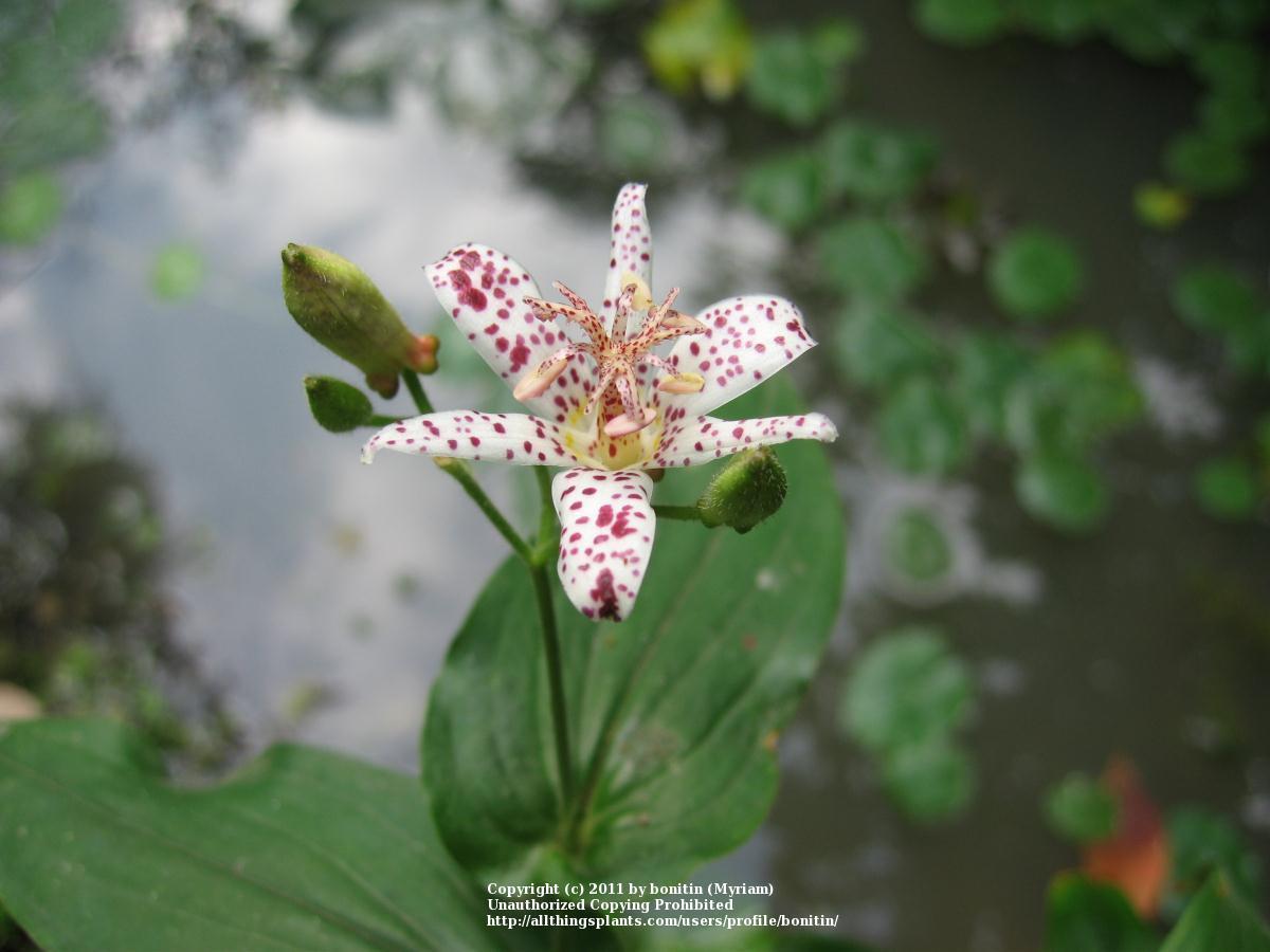 Toad Lilies: Plant Care and Collection of Varieties - Garden.org