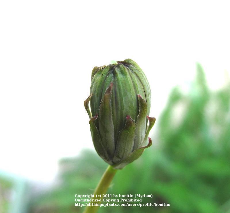 Photo of the closeup of buds, sepals and receptacles of Pink Dandelion ...