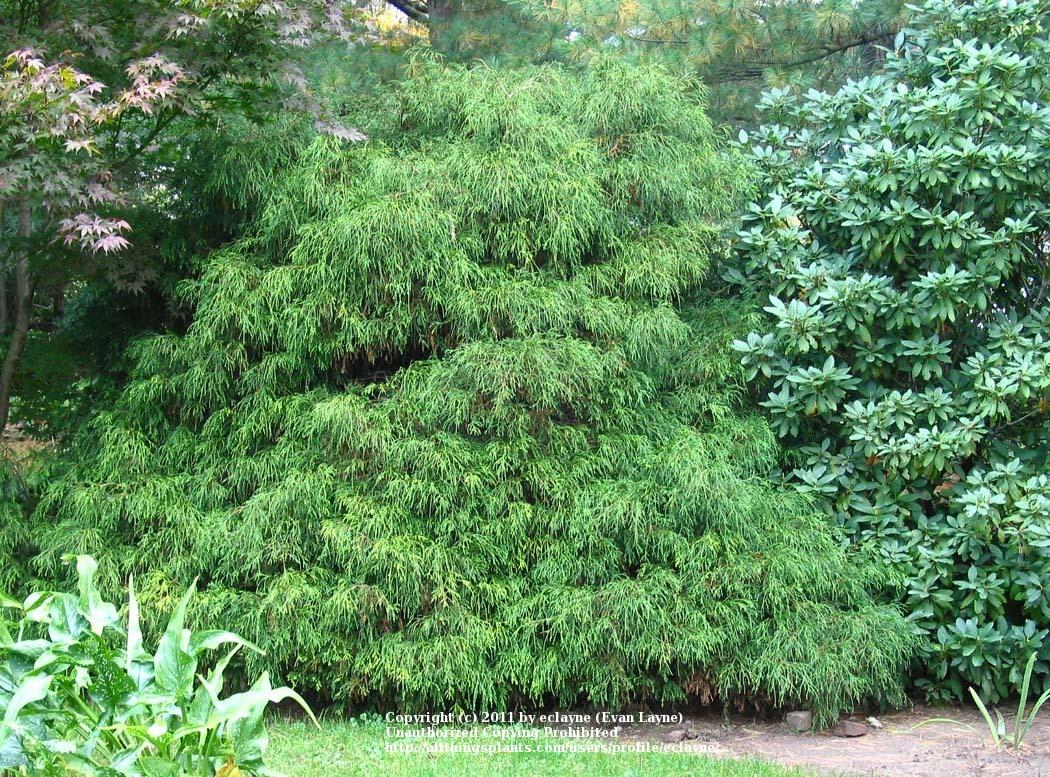 Photo of the entire plant of Japanese False Cypress (Chamaecyparis ...