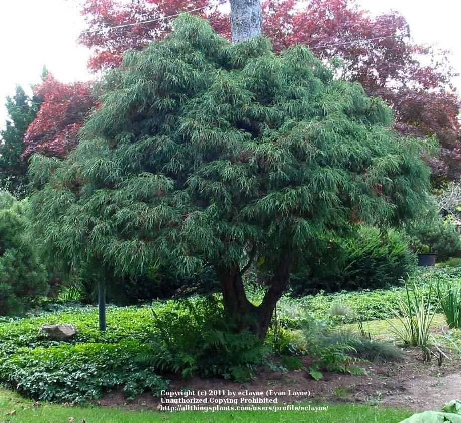 Photo of the entire plant of Japanese False Cypress (Chamaecyparis ...