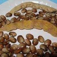 Photo of the seeds of Snap Bean (String (Phaseolus vulgaris 'Turkey ...