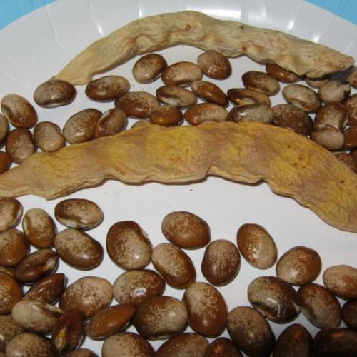 Snap Bean (String (Phaseolus vulgaris 'Turkey Craw') in the Beans ...