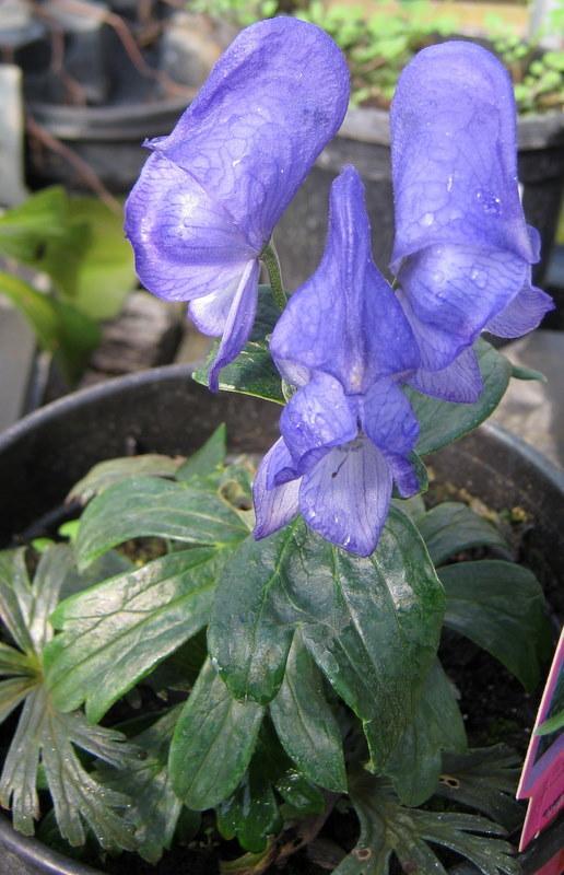 Photo of the entire plant of Azure Monkshood (Aconitum fischeri) posted ...