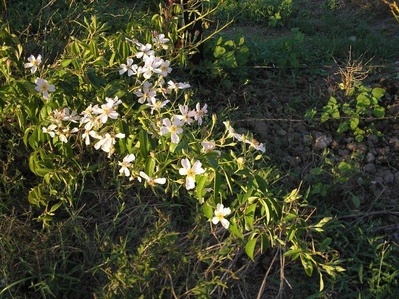Rose (Rosa 'Kathleen') in the Roses Database - Garden.org