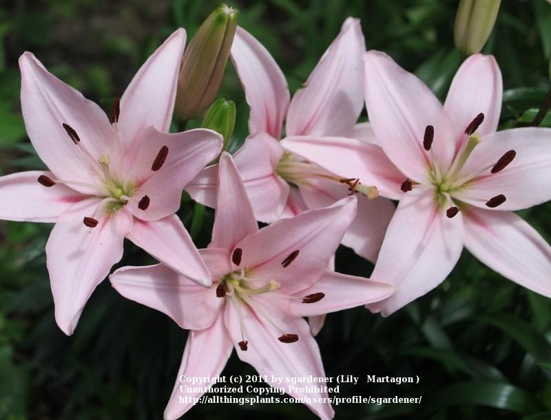 Lily (Lilium 'Tiny Athlete') in the Lilies Database - Garden.org