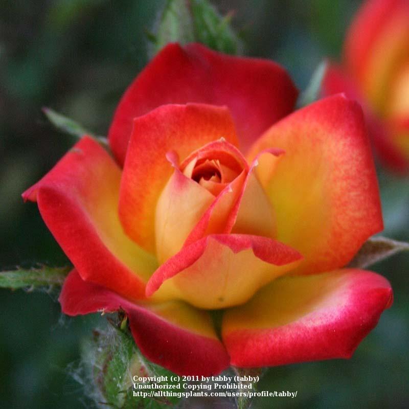 Rose (Rosa 'Fireworks') in the Roses Database - Garden.org