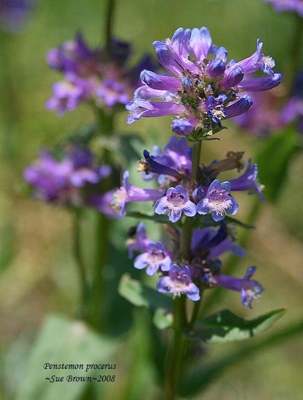 Small-Flowered Penstemon (Penstemon procerus) in the Penstemons ...