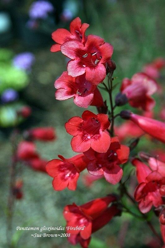Penstemons: Plant Care and Collection of Varieties - Garden.org