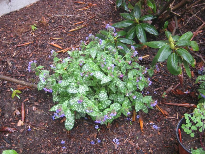 Photo of the entire plant of Lungwort (Pulmonaria saccharata 'Mrs. Moon ...