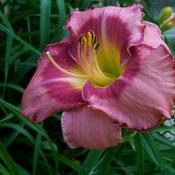 Daylily (Hemerocallis 'Cherry Valentine') in the Daylilies Database ...