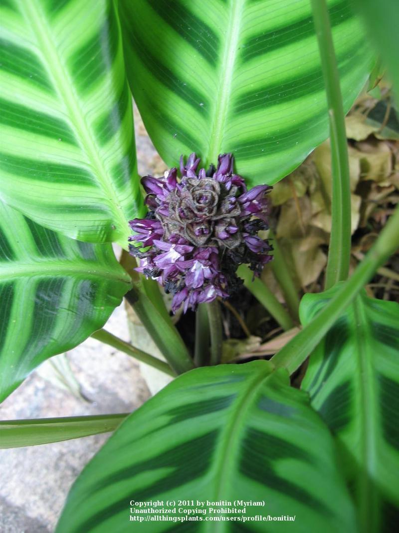 Photo of the bloom of Zebra Plant (Goeppertia zebrina) posted by ...