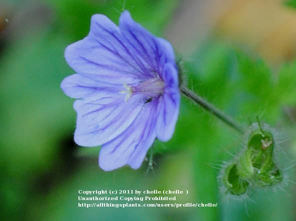 Hardy Geranium (Geranium bohemicum 'Orchid Blue') in the Geraniums ...