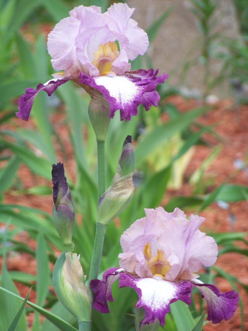 Photo of the entire plant of Tall Bearded Iris (Iris 'Change of Pace ...