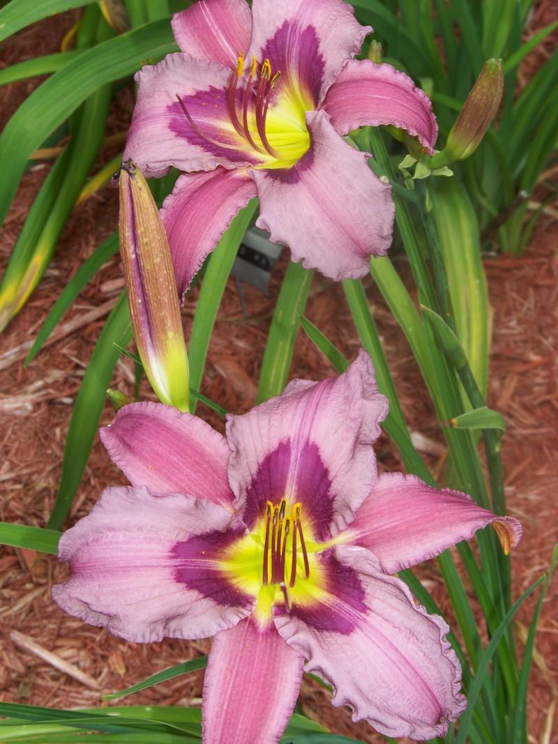 Photo of the bloom of Daylily (Hemerocallis 'Blueberry Breakfast ...