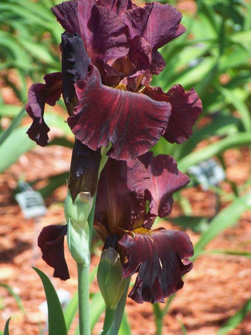 Photo of the bloom of Tall Bearded Iris (Iris 'Scarlet O'Harlett ...