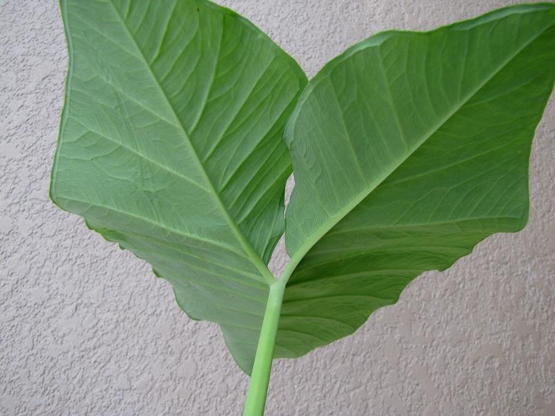 Photo of the leaves of Arrow Leaf Elephant's Ear (Xanthosoma ...