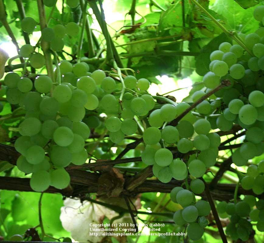 Fox Grape (Vitis 'Himrod') in the Grapes Database - Garden.org