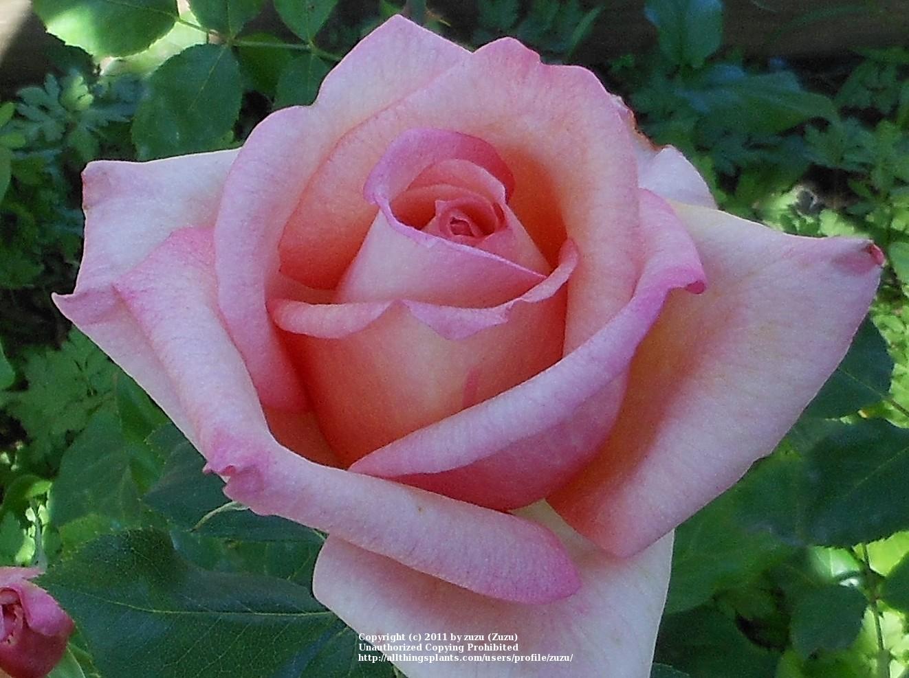 Photo of the bloom of Rose (Rosa 'Oksana') posted by zuzu - Garden.org