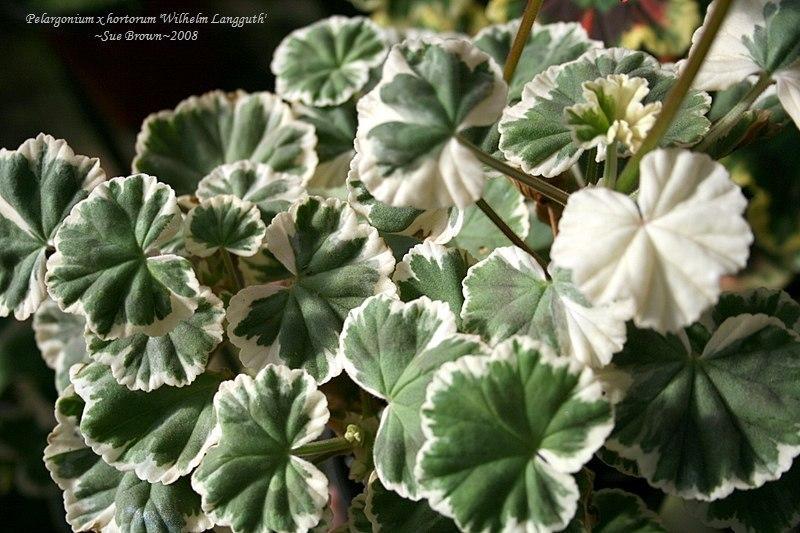 Photo of the leaves of Fish Geranium (Pelargonium x hortorum 'Wilhelm ...