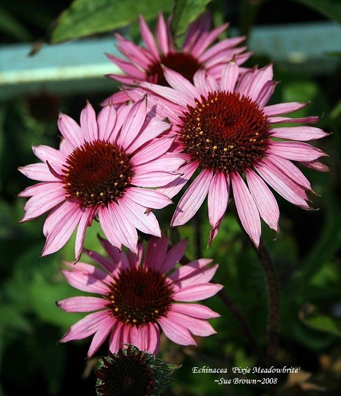 Coneflower (Echinacea Pixie Meadowbrite) in the Coneflowers Database - Garden.org