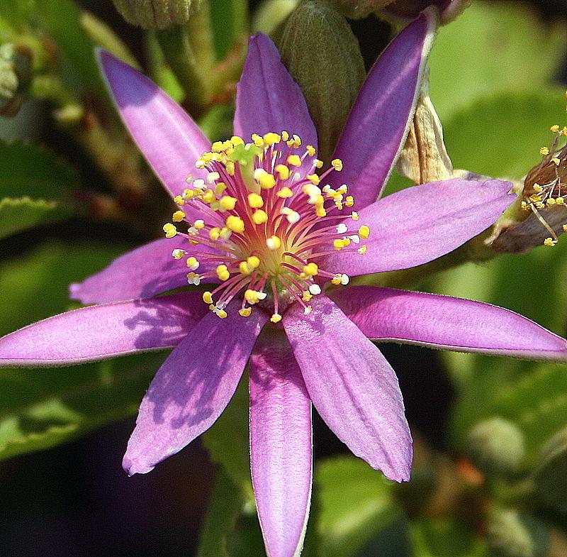 Photo of the bloom of Crossberry (Grewia occidentalis) posted by Calif ...