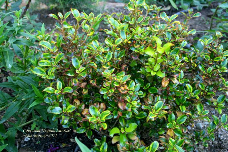 Photo of the entire plant of Mirror Bush (Coprosma repens 'Tequila ...