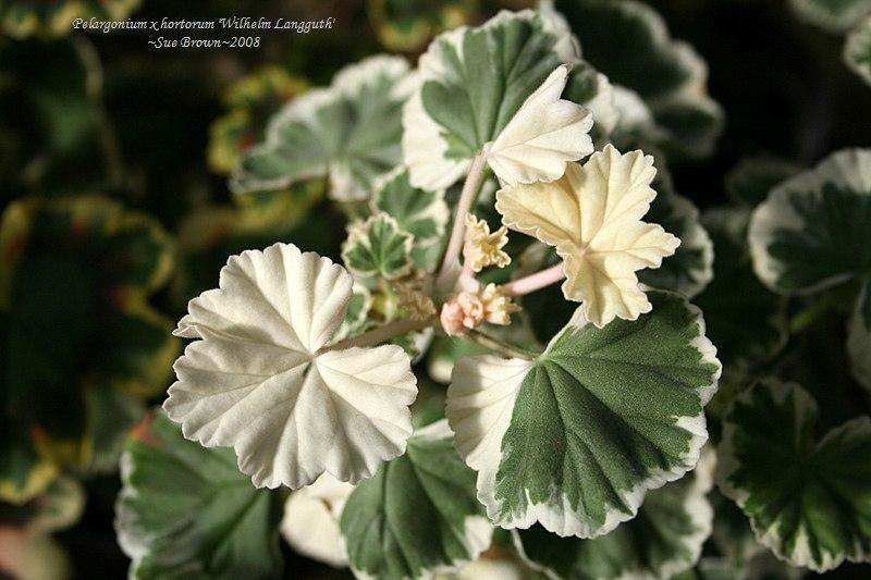 Photo of the leaves of Fish Geranium (Pelargonium x hortorum 'Wilhelm ...