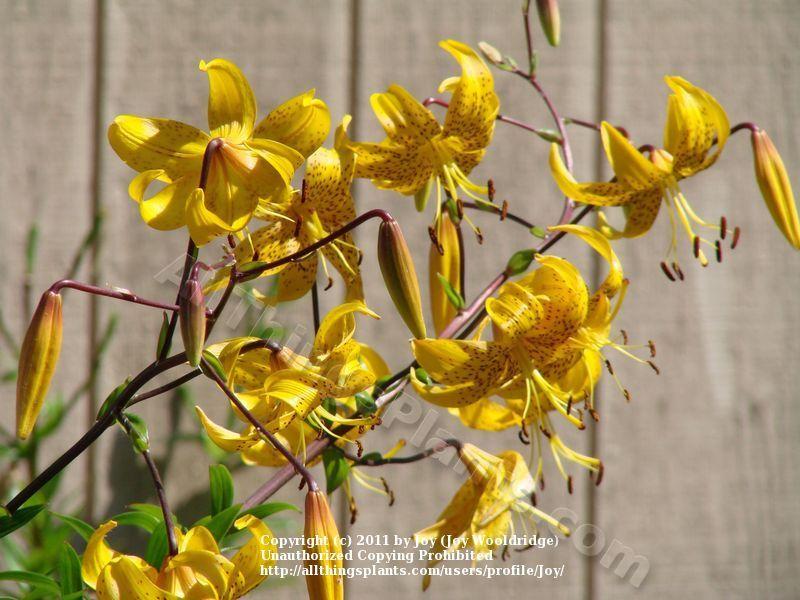 Lily (Lilium 'King David') in the Lilies Database - Garden.org
