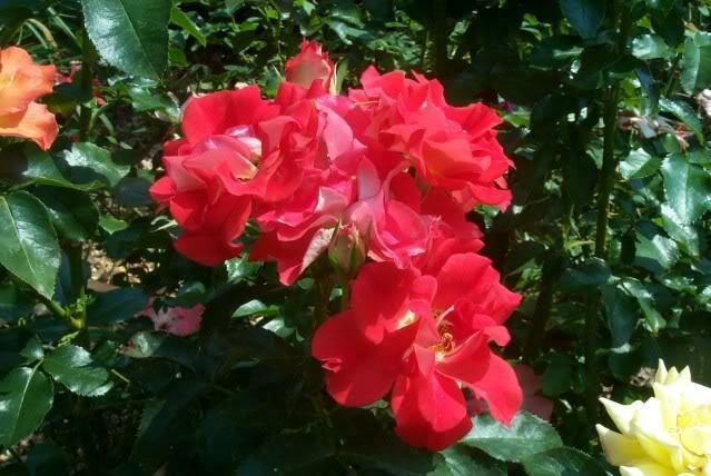 Photo of the bloom of Rose (Rosa 'Topsy Turvy') posted by Newyorkrita ...