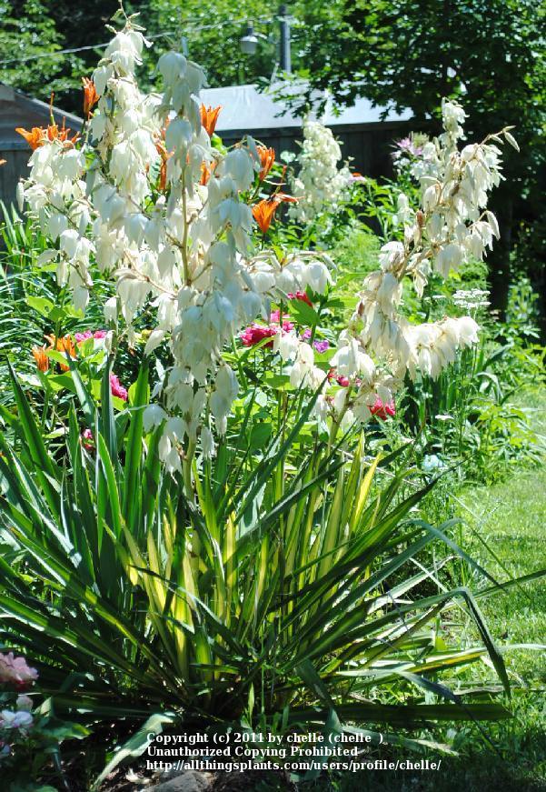 Photo of the entire plant of Adam's Needle (Yucca flaccida 'Golden ...