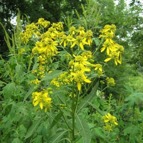 Wingstem (Verbesina alternifolia) - Garden.org