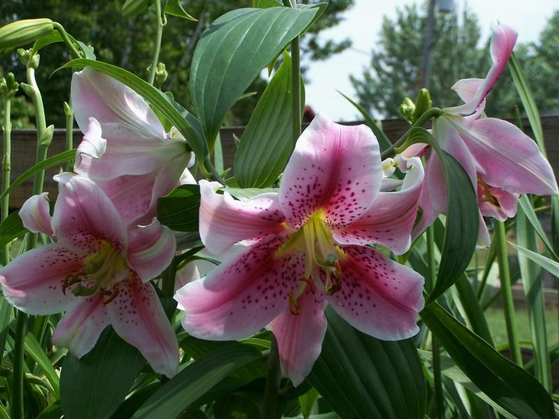 Lily (Lilium 'Mona Lisa') in the Lilies Database - Garden.org